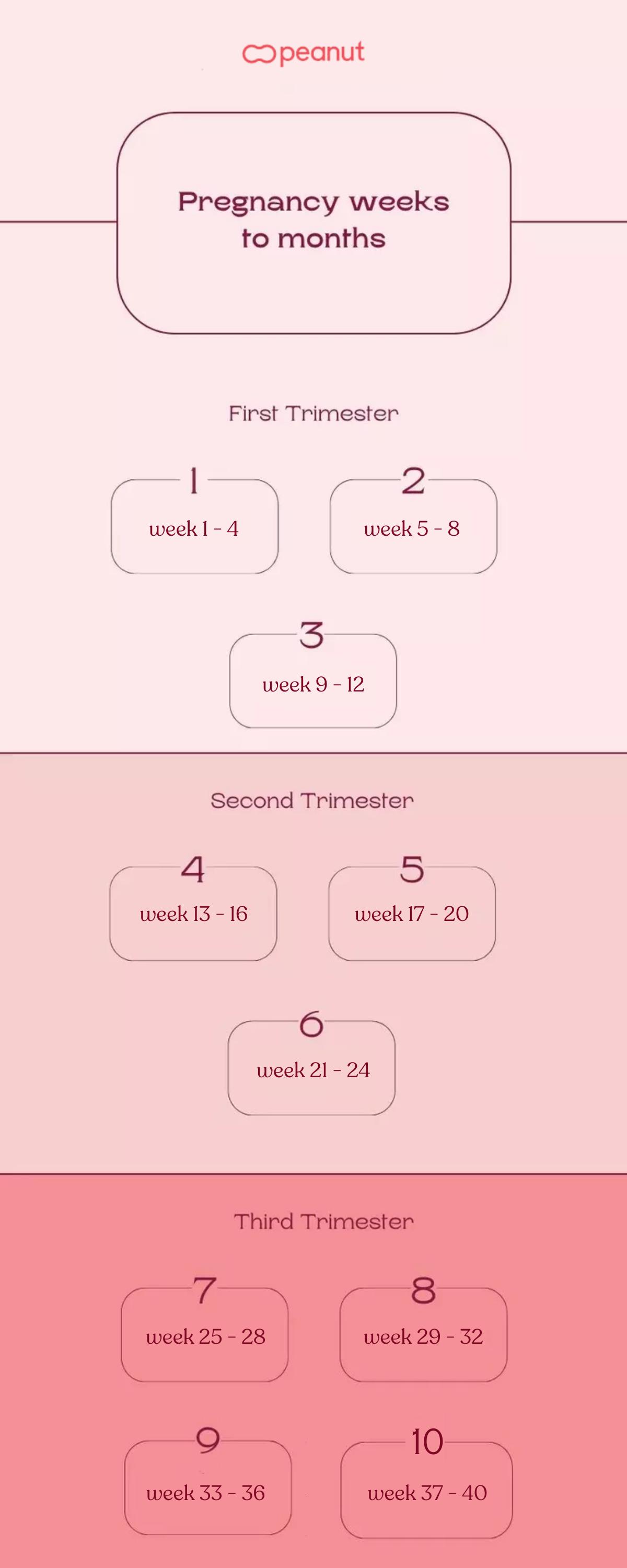 Pregnancy Weeks to Months: Your Calculator | Peanut