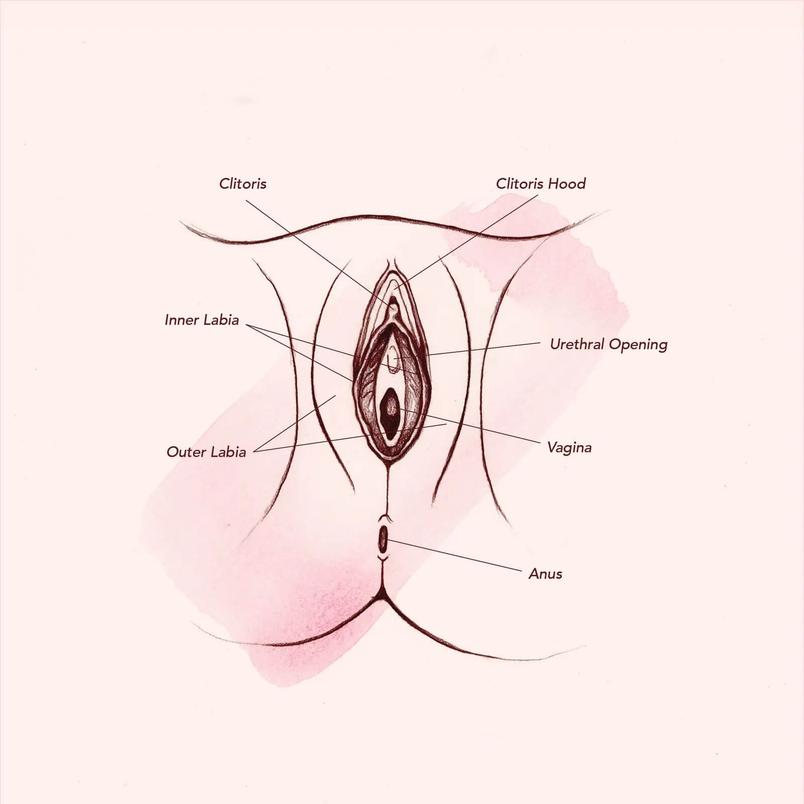 Vagina Diagram Labeled Your Complete Vagina Chart Explained Vagina Diagram Labeled Your Complete Vagina Chart Explained